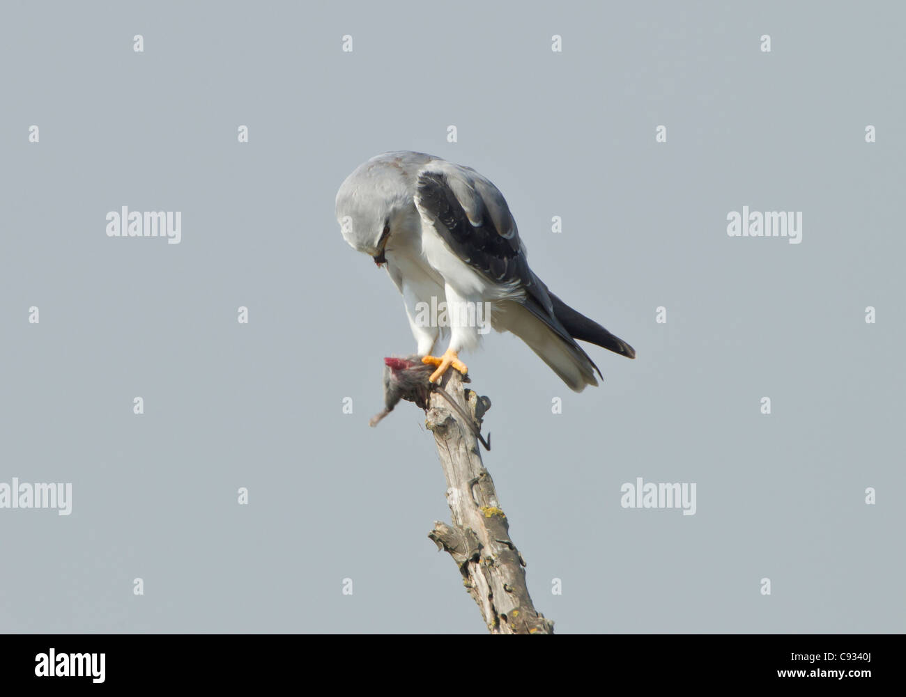 Black Shouldered Kite also called Black winged Kite Elanus caerulcus ...