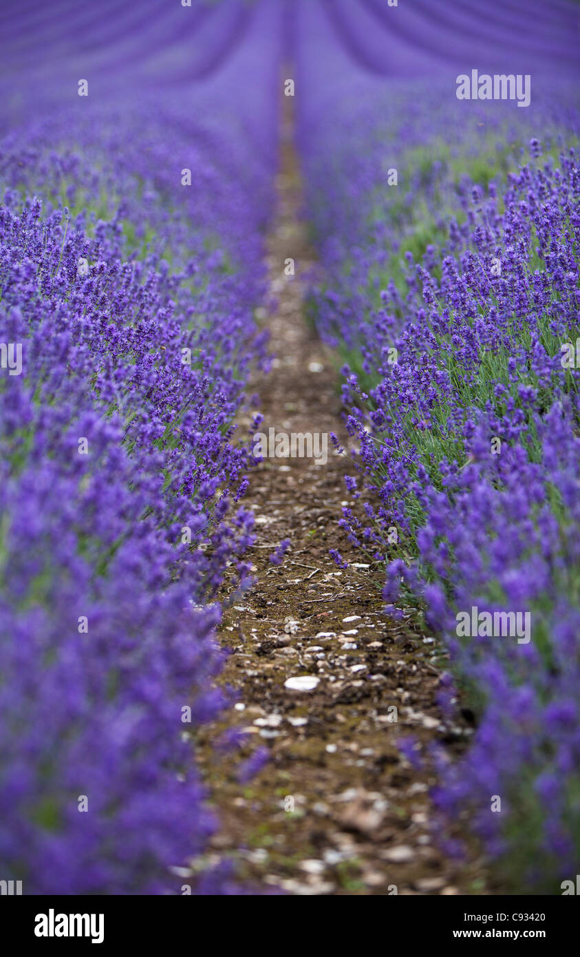 England, Kent, Shoreham. Lavender fields at Shoreham, in North Kent ...