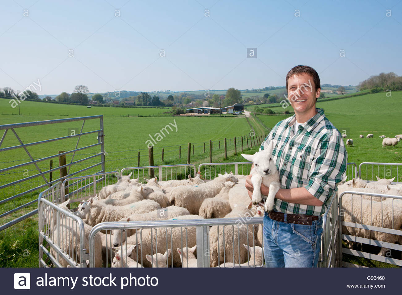 Shepherd Holding Lamb In Pasture Stock Photos & Shepherd Holding Lamb ...