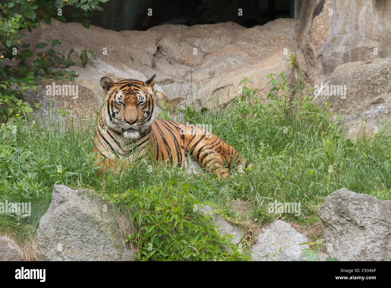 Tiger in berlin zoo hi-res stock photography and images - Alamy