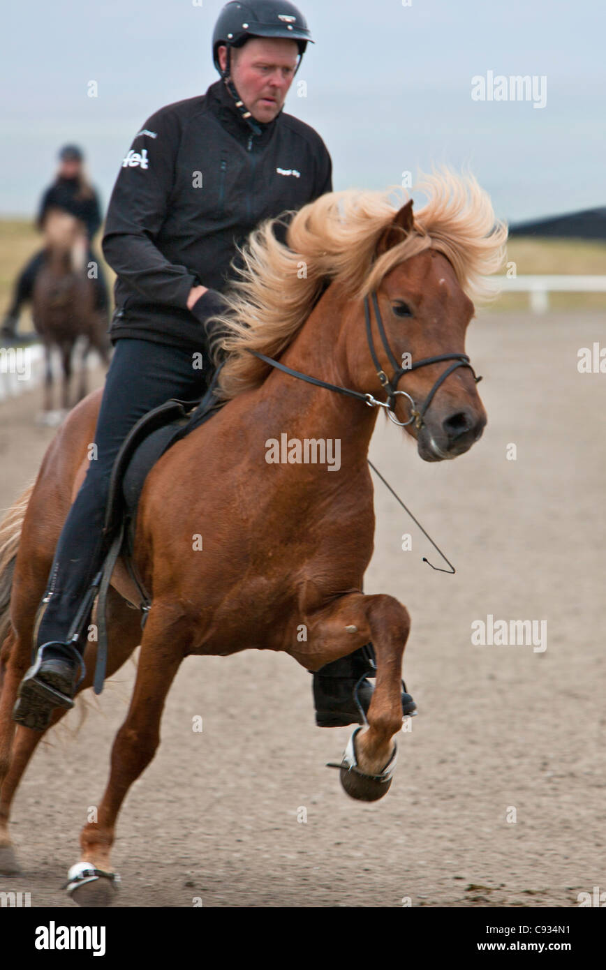 A horseman racing his Icelandic horse with the prancing high-step gait ...