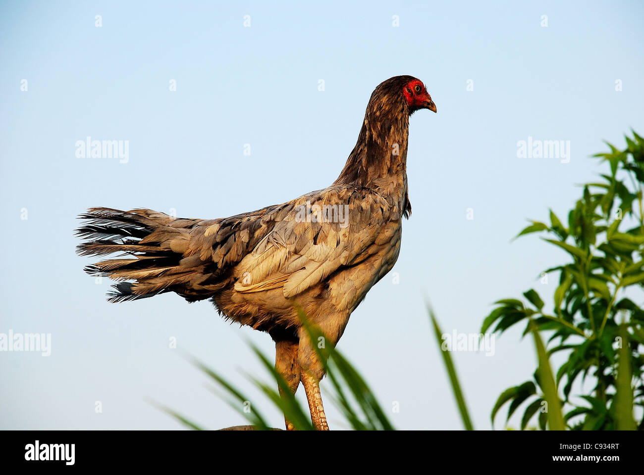 Hen with sky as background Stock Photo - Alamy