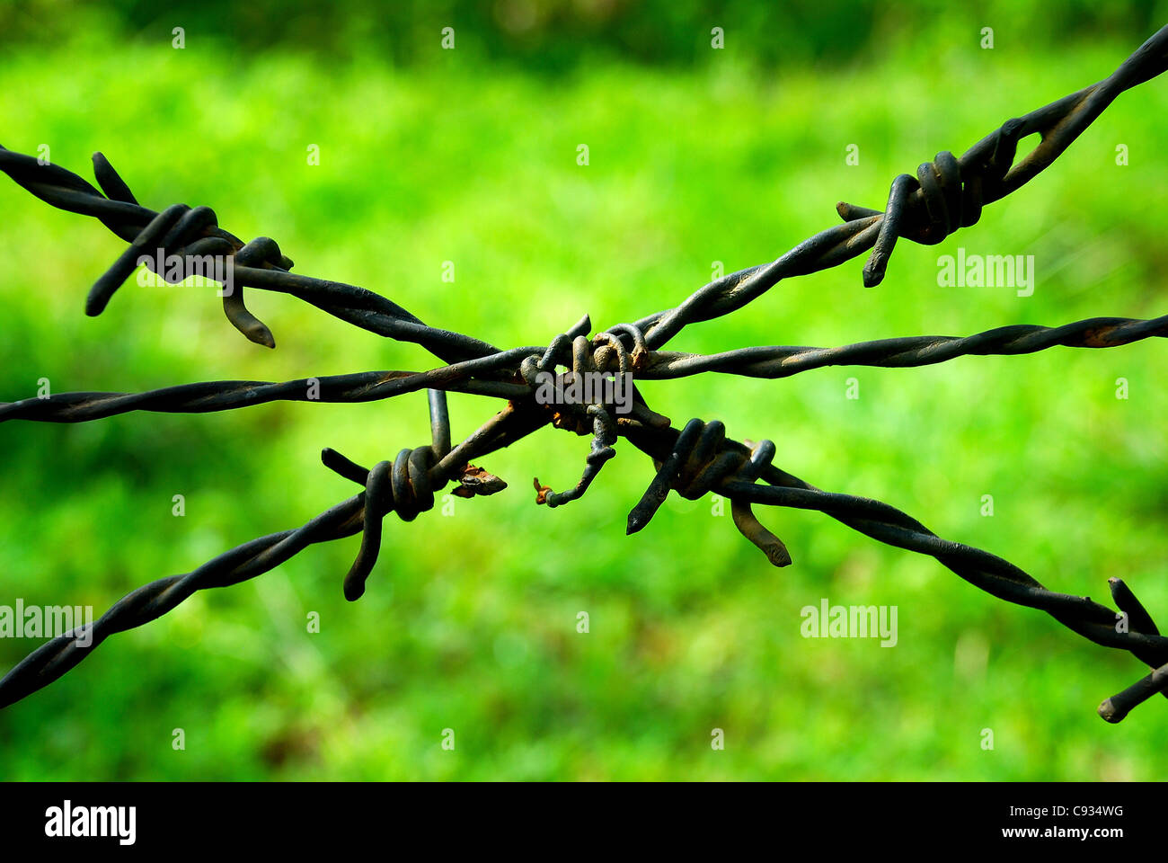 Barbed wire with blurred green grass as background Stock Photo - Alamy