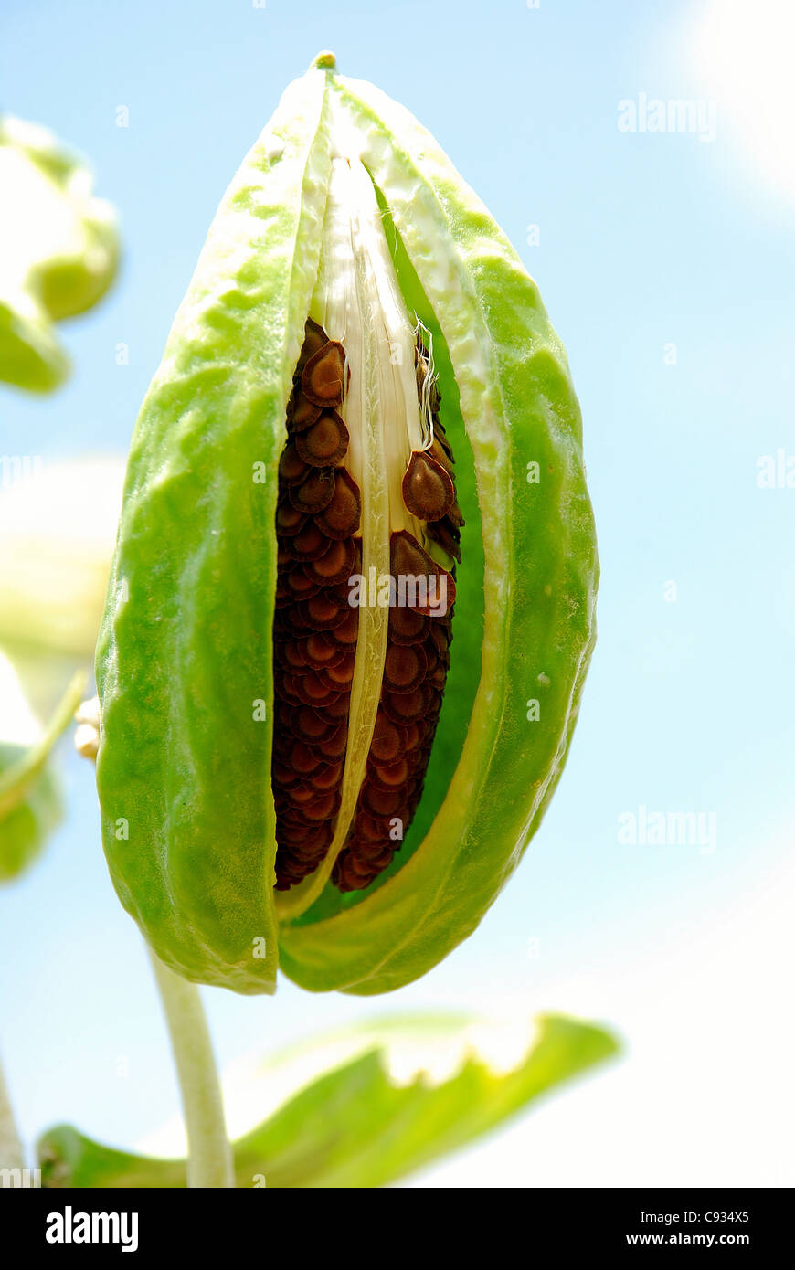 Closeup of Dandelion pod with seeds. plant green Stock Photo - Alamy