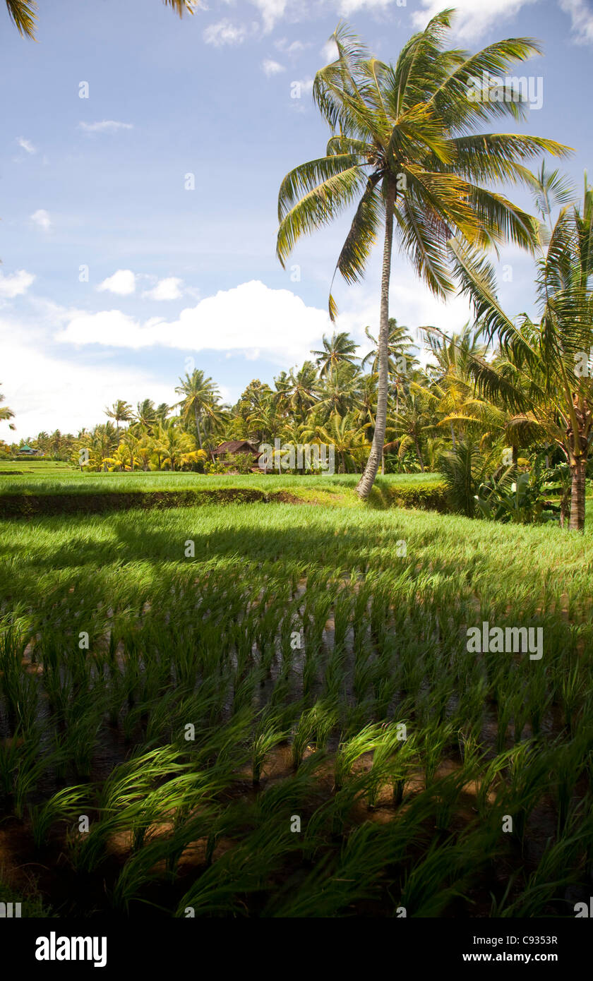 Ubud palm tree hi-res stock photography and images - Alamy