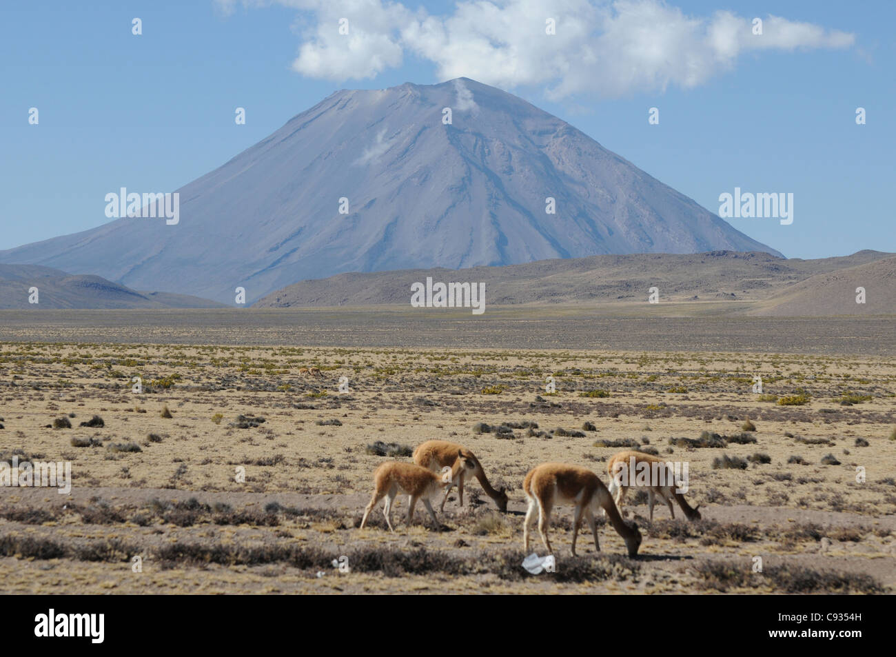 Vicuna peru hi-res stock photography and images - Alamy