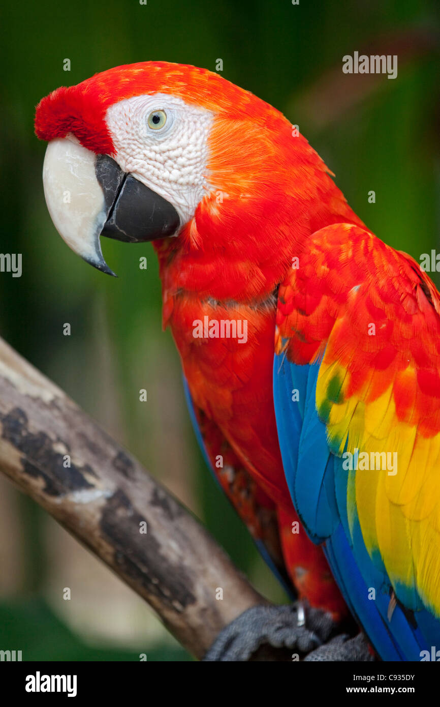 Bali, Ubud. A Greenwing Macaw poses at Bali Bird Park Stock Photo - Alamy