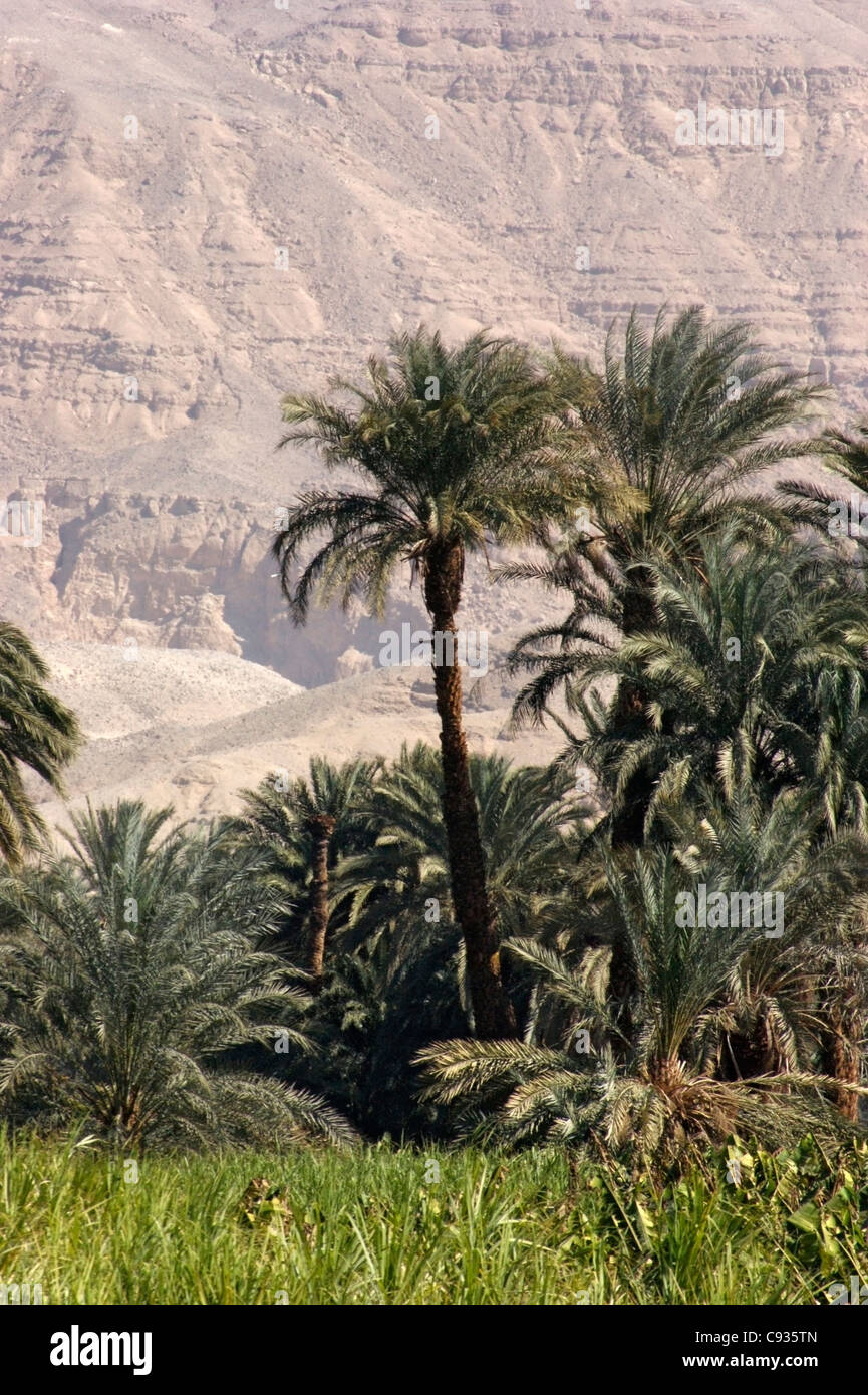 sunny scenery near River Nile in Egypt (Africa) with palm trees and ...