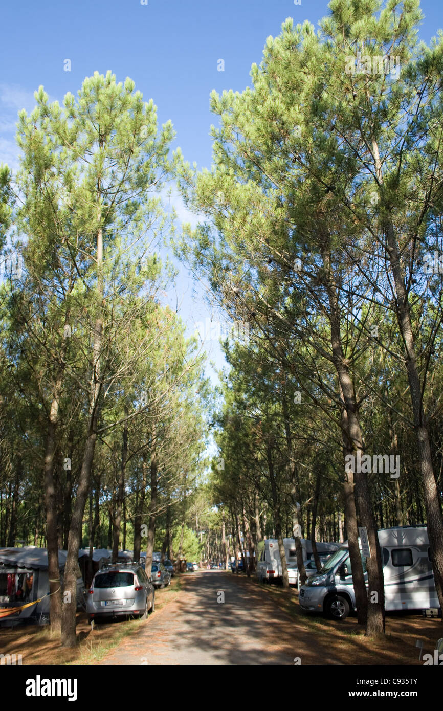 Camping amongst the pine trees - a campground in the Landes Forest, a ...