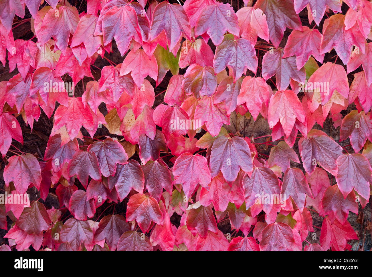 Boston Ivy Vine (parthenocissus tricuspidata) - Autumn Colours Stock ...