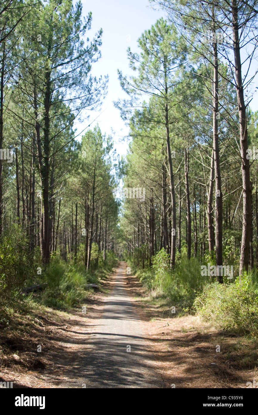 Pine trees landes forest france hi-res stock photography and images - Alamy