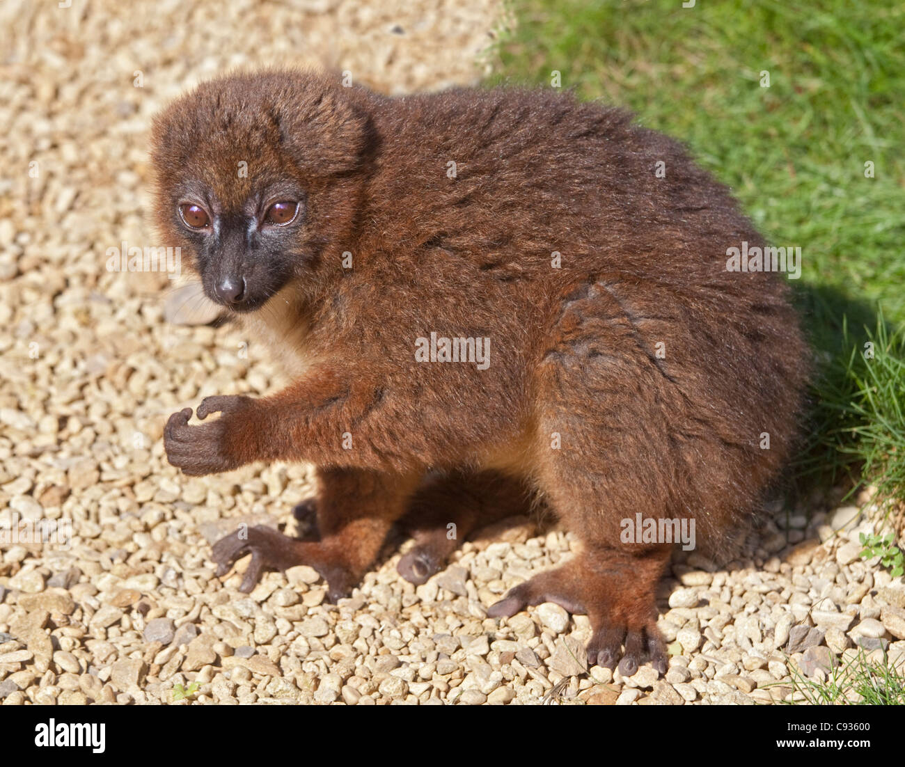 Red bellied monkey hi-res stock photography and images - Alamy