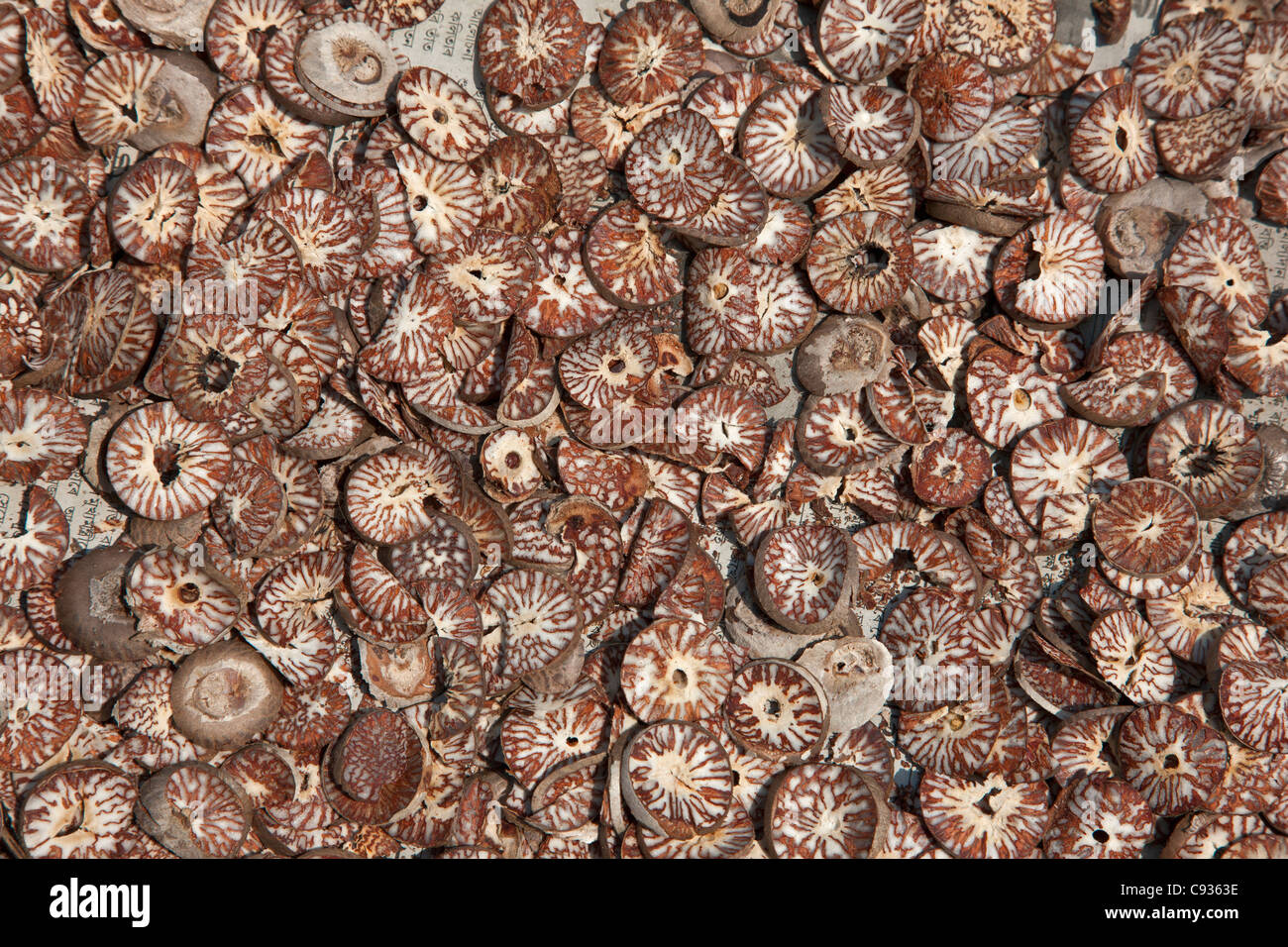 Slices of betel nut from the Areca palm drying in the sun Stock Photo ...