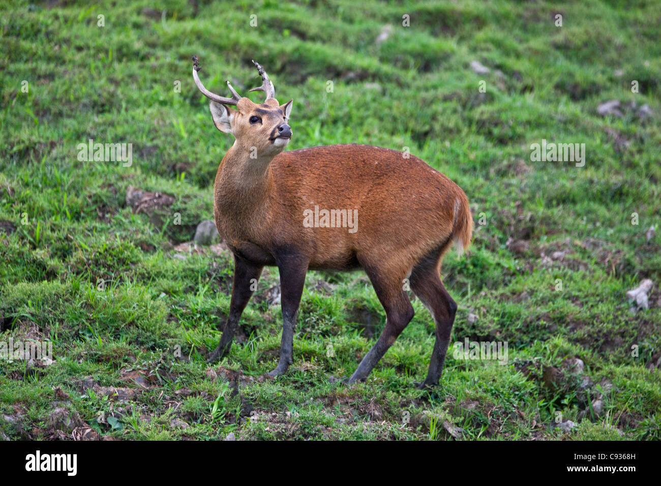 A male Hog Deer in Kaziranga National Park Stock Photo - Alamy