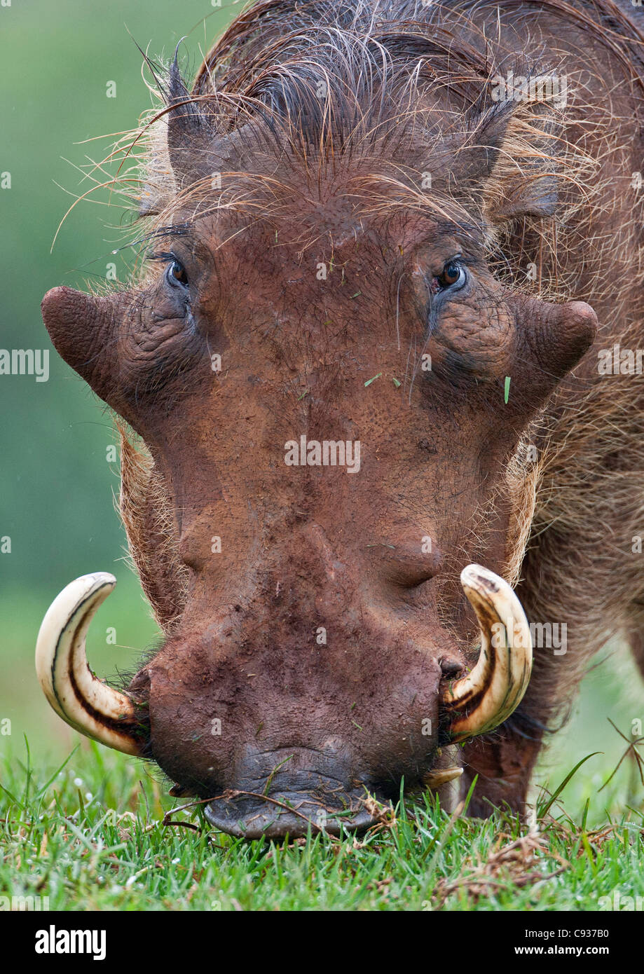 A male warthog feeding on grass in the Aberdare National Park Stock ...
