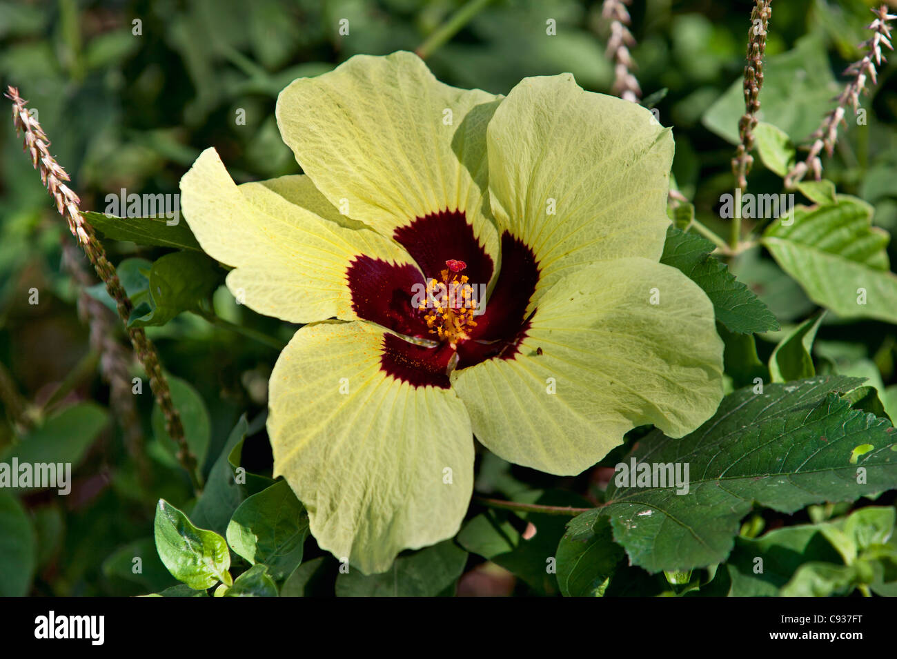 A wild Hibiscus flowering in the Chyulu Hills Stock Photo - Alamy