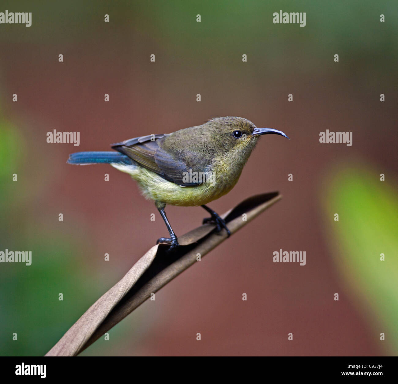 Sunbird High Resolution Stock Photography and Images - Alamy