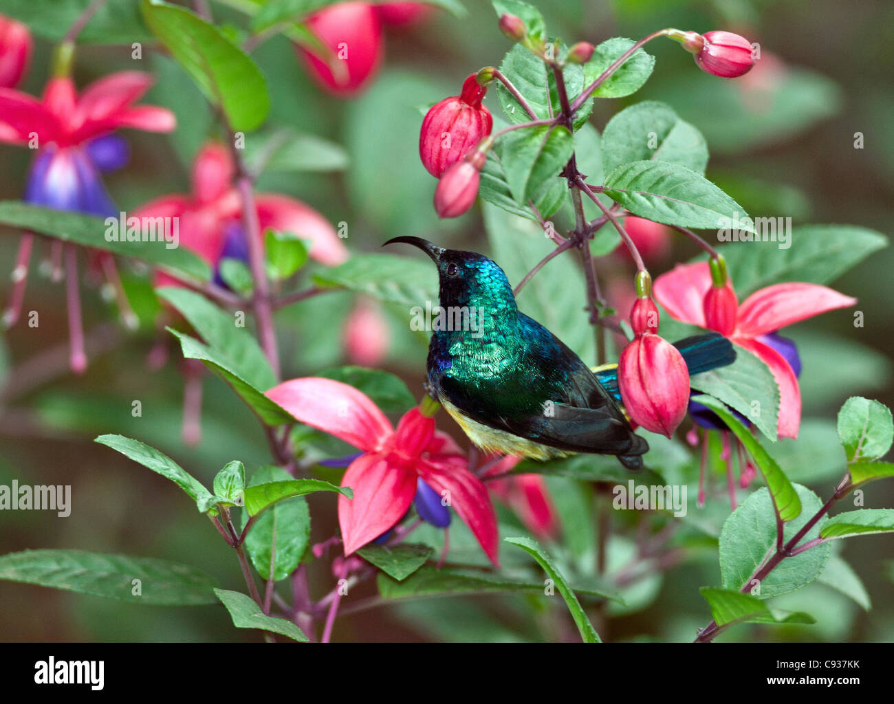 Fuscia hi-res stock photography and images - Alamy