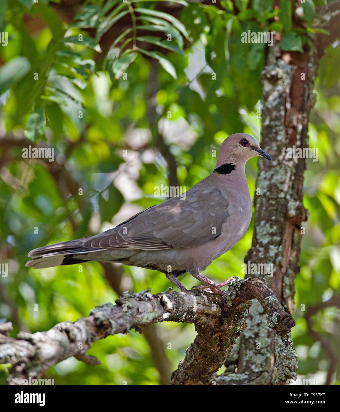 A Red-eyed Dove Stock Photo - Alamy