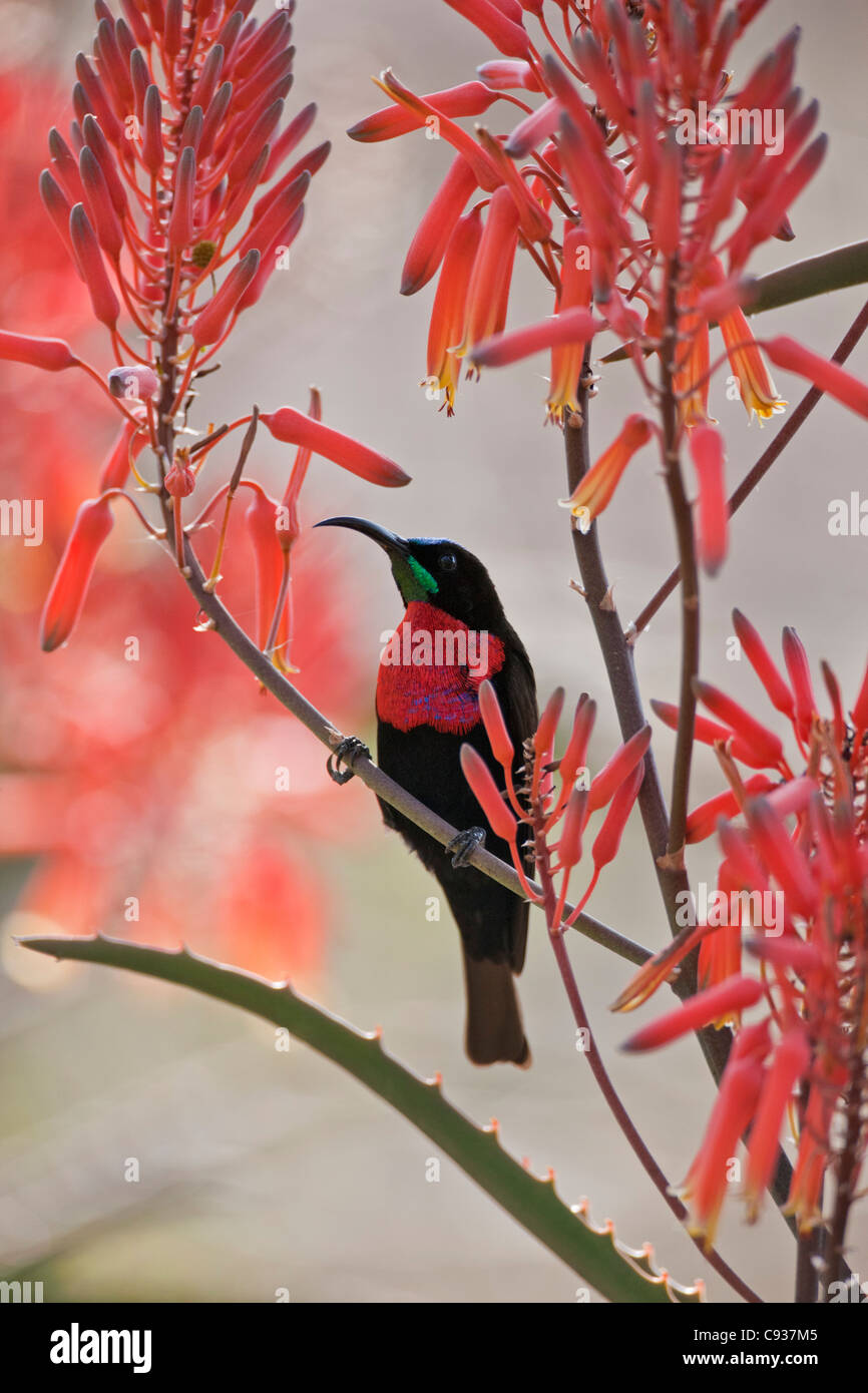 Scarlet chested sunbird hi-res stock photography and images - Alamy