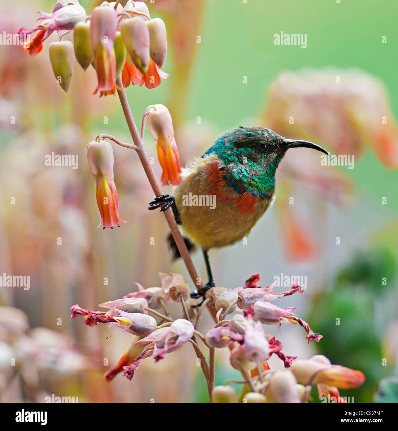An Eastern Double-collared Sunbird Stock Photo - Alamy