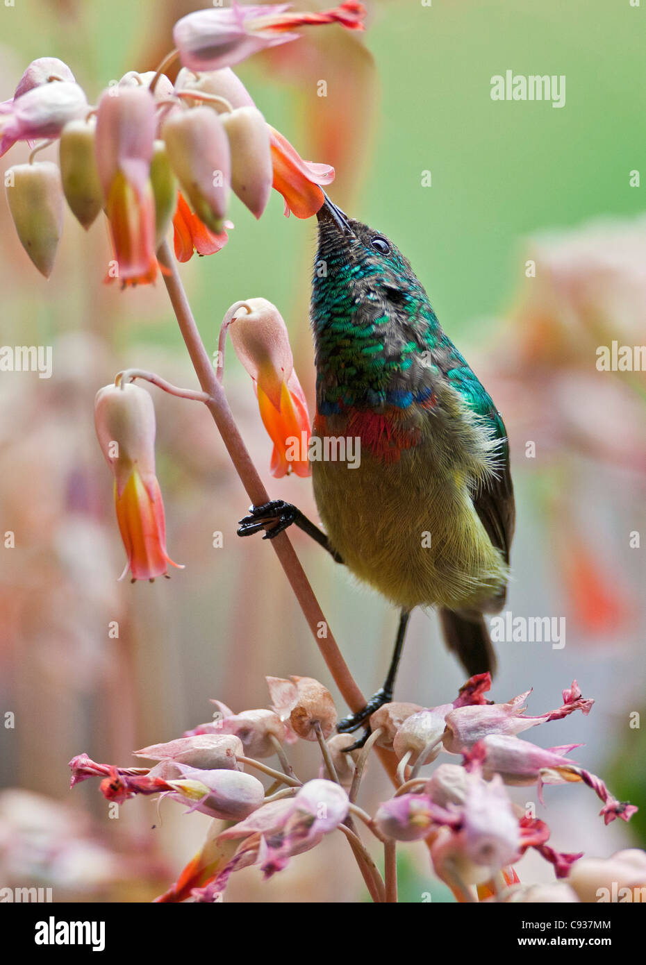 An Eastern Double-collared Sunbird Stock Photo - Alamy