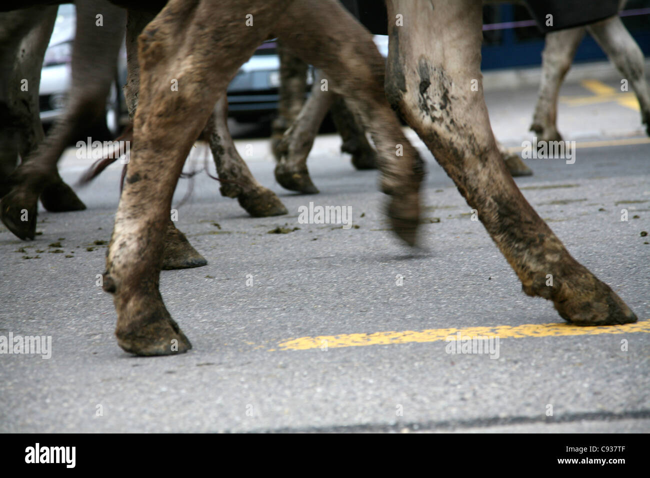 Cattle legs hi-res stock photography and images - Alamy