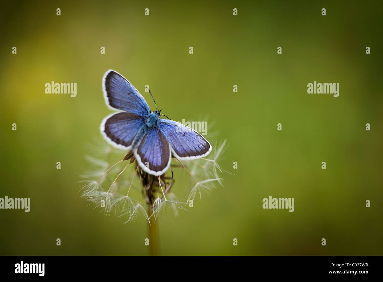 Butterfly italy hi-res stock photography and images - Alamy