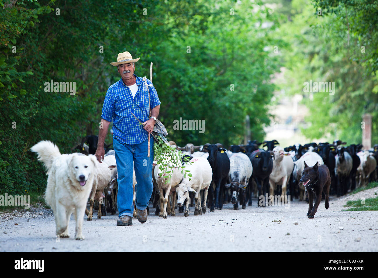 Italy, Umbria, Campi. A shepherd bringing his flock down from the hills ...