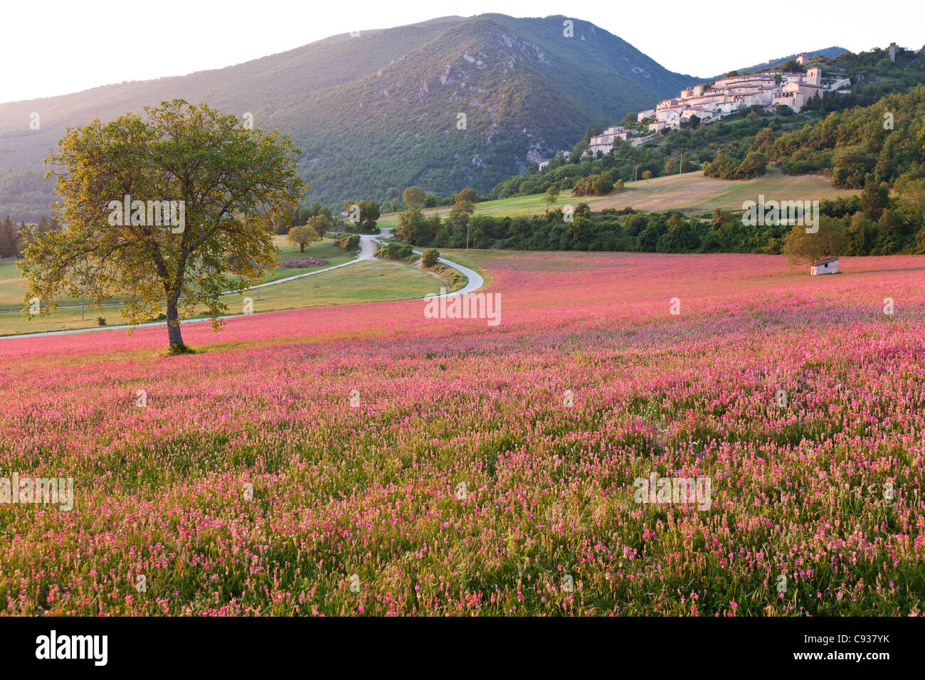 Sainfoin hi-res stock photography and images - Alamy