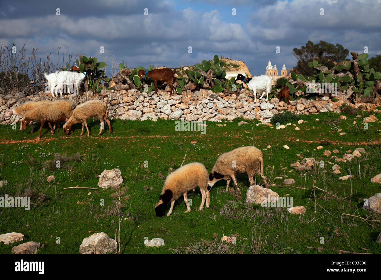 Malta, Europe; Sheep herding in the outskirts of one of the villages ...
