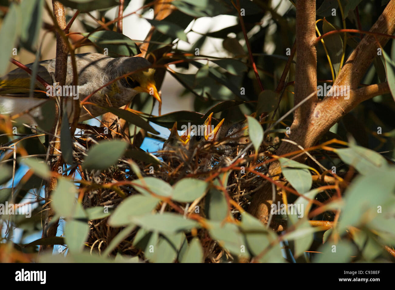 Yellow-Throated Miner ( Manorina flavigulla ) Nest, Western Australia ...
