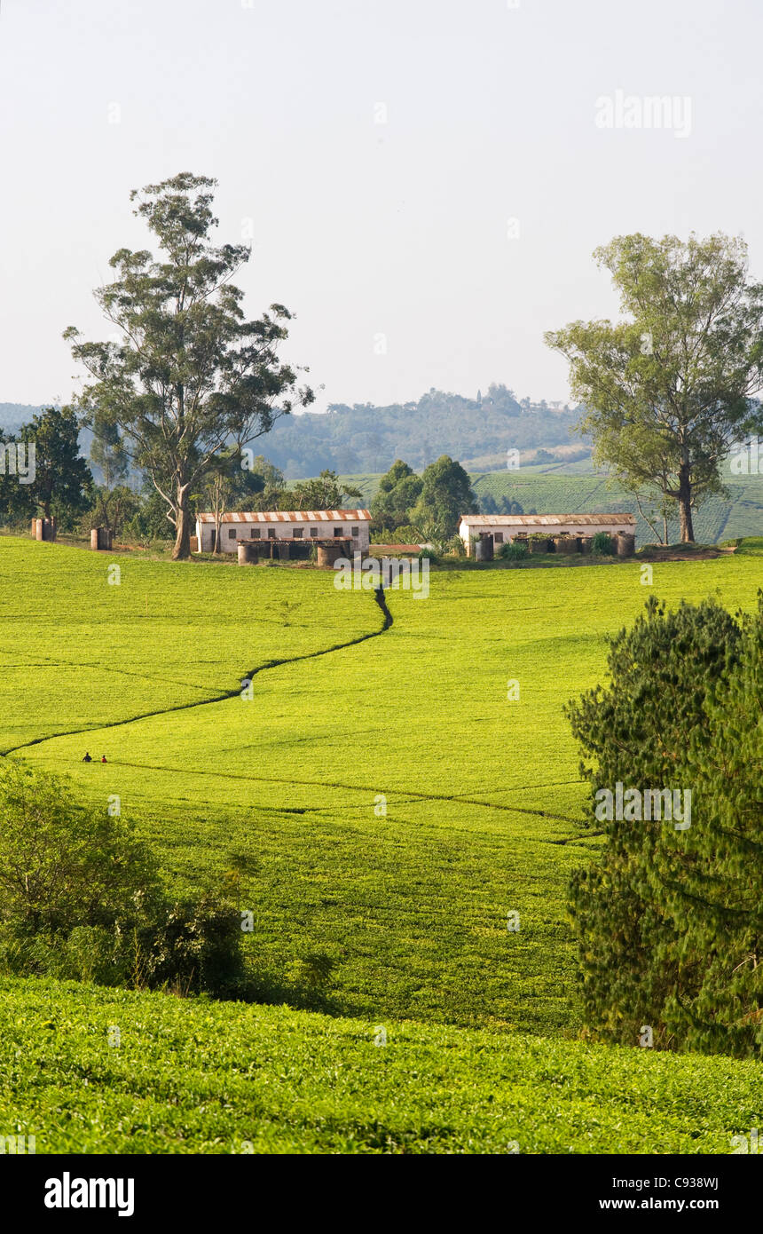 Malawi, Thyolo, Satemwa Tea Estate. Tea bushes cloak the landscape at ...