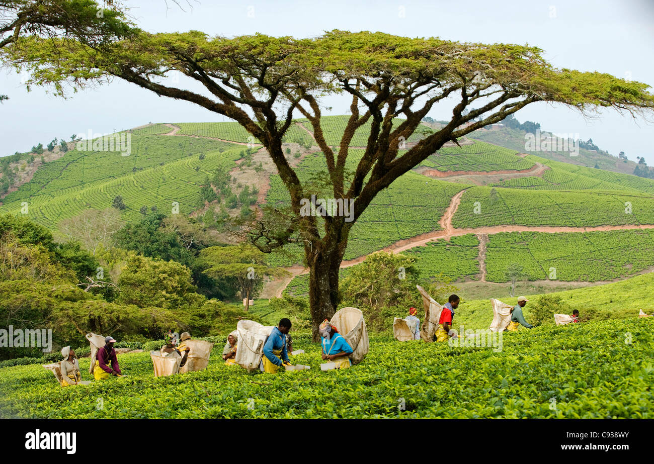 Malawi, Thyolo, Satemwa Tea Estate. Workers plucking tea Stock Photo ...
