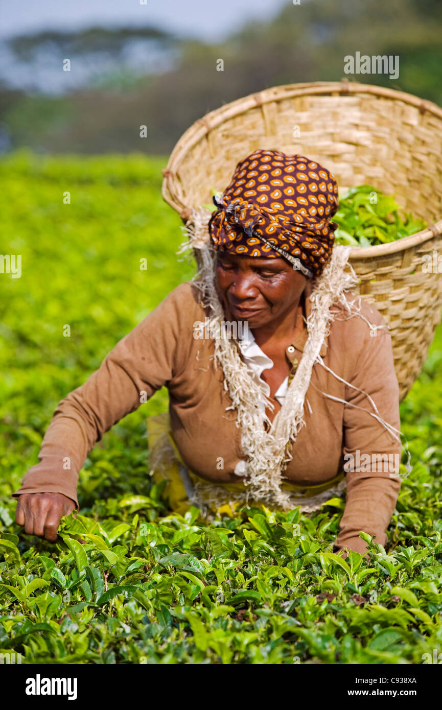 Malawi, Thyolo, Satemwa Tea Estate. A female tea picker out plucking ...