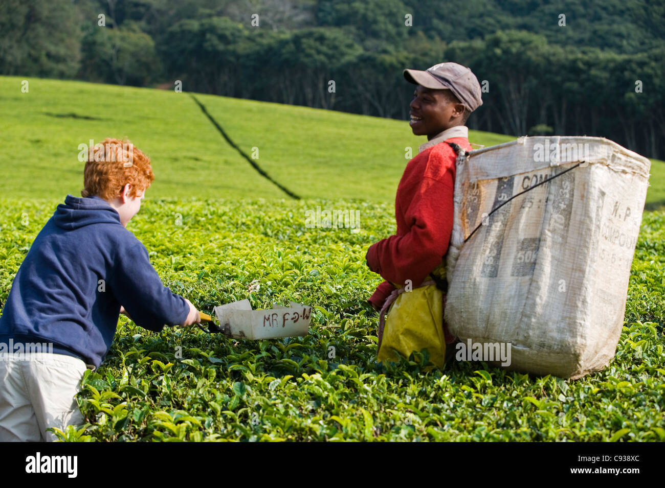 Malawi, Thyolo, Satemwa Tea Estate. A young visitor joins in with ...