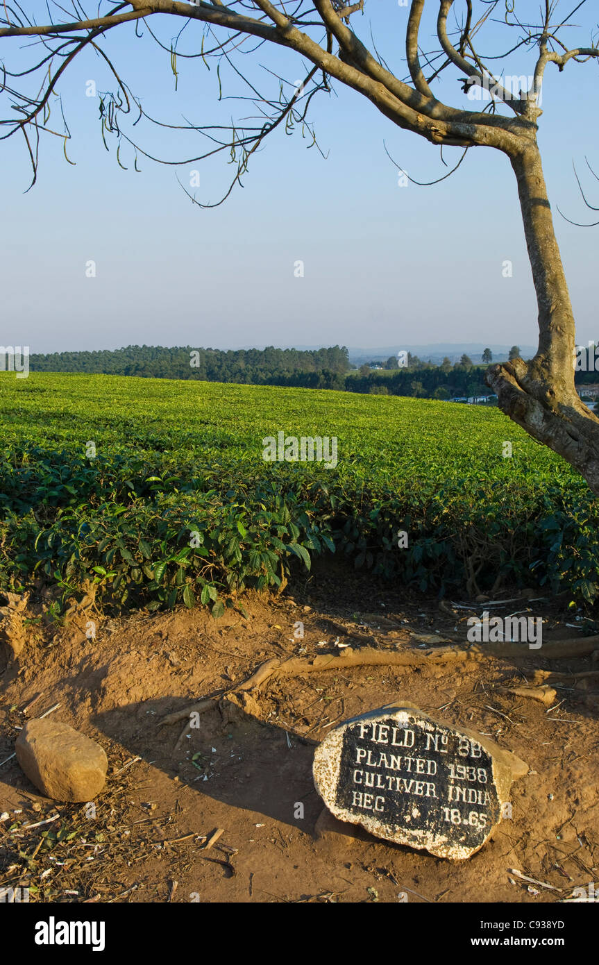 Thyolo malawi hi-res stock photography and images - Alamy