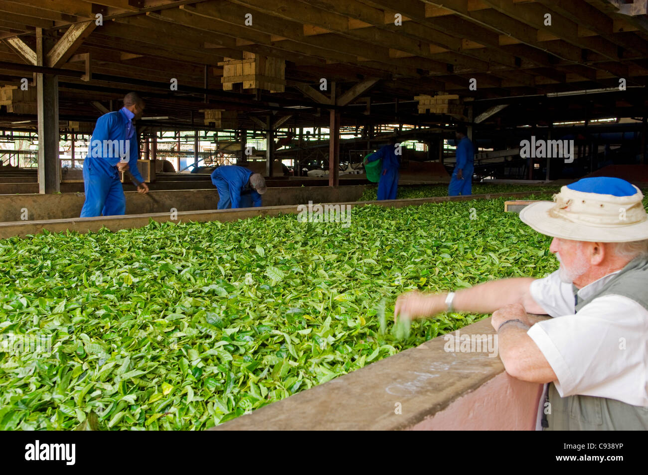 Malawi, Thyolo, Satemwa Tea Estate. Chip Cathcart-Kay, owner of Satemwa ...