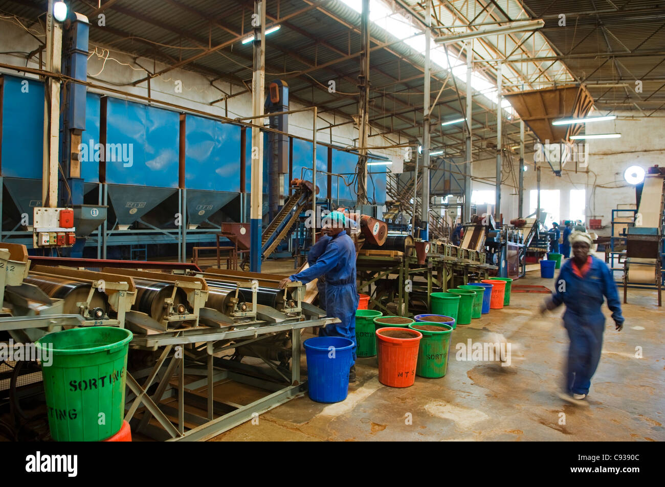 Malawi, Thyolo, Satemwa Tea Estate. A worker mops the floor as tea ...