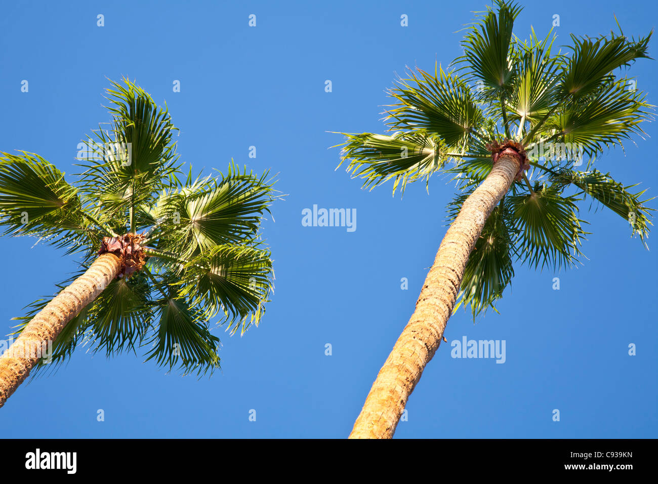 Two palm trees isolated against blue sky Stock Photo - Alamy
