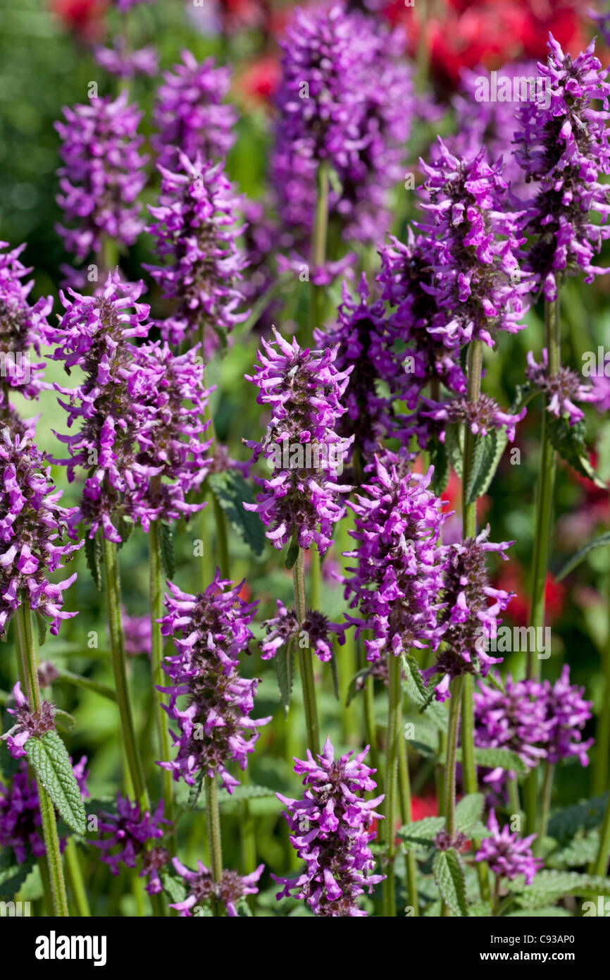 Stachys monieri 'Rosea' Stock Photo - Alamy