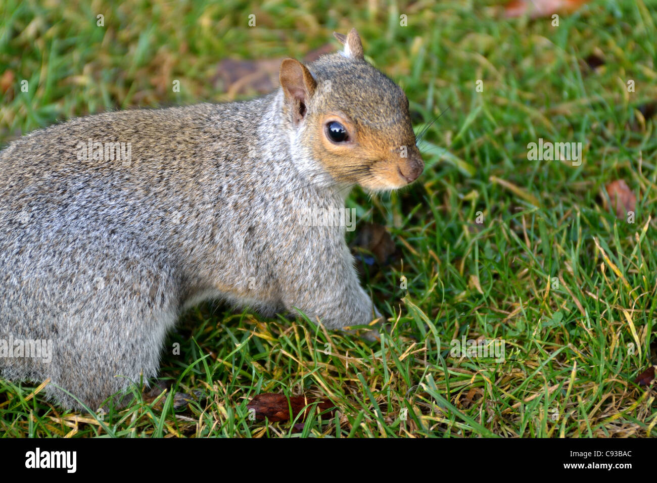 Common grey sqirrel hi-res stock photography and images - Alamy