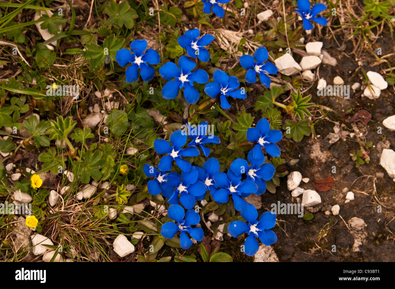 Alpine flowers hi-res stock photography and images - Alamy