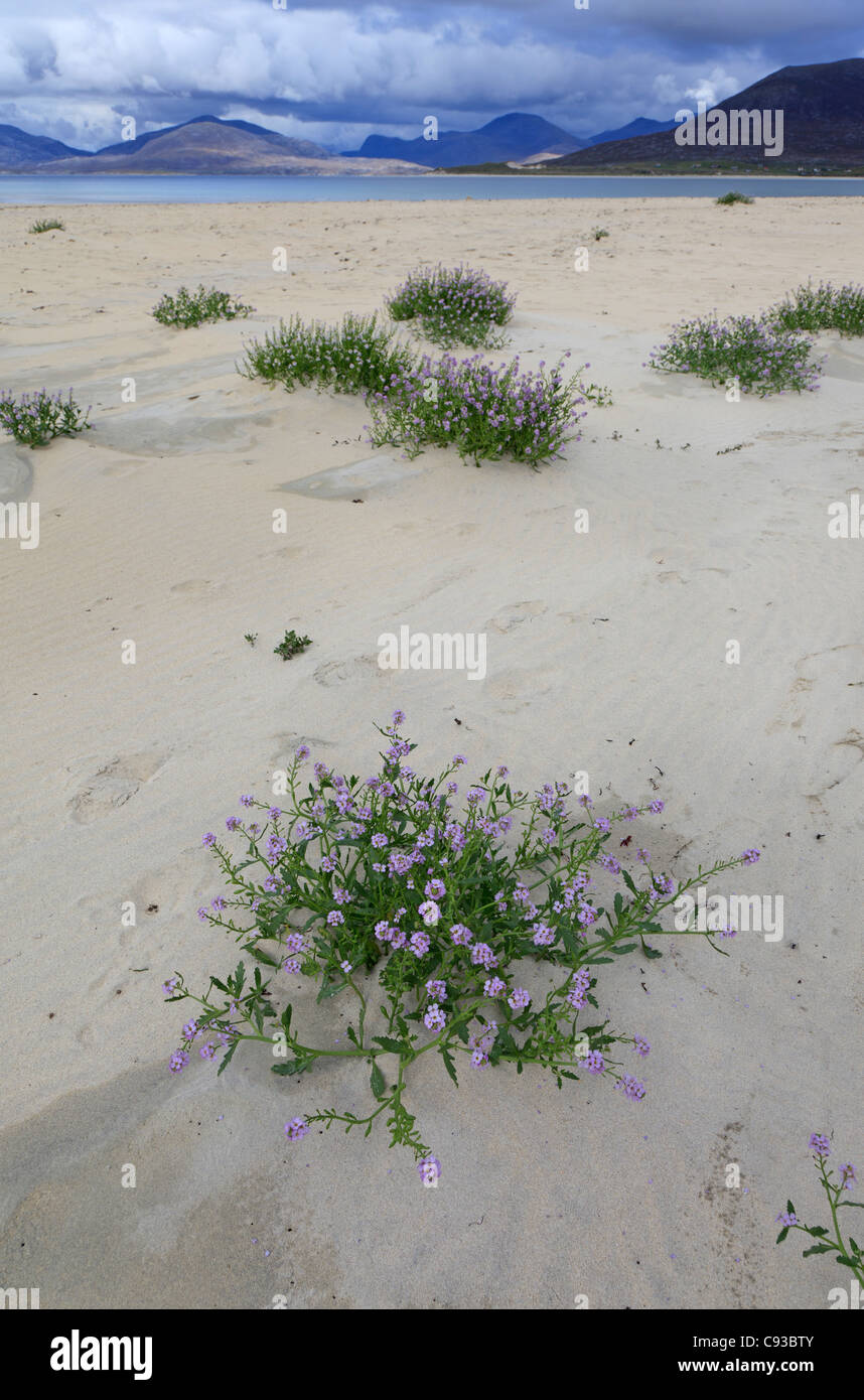 Sea Rocket, Cakile Maritima growing at Horgabost beach Isle of Harris ...