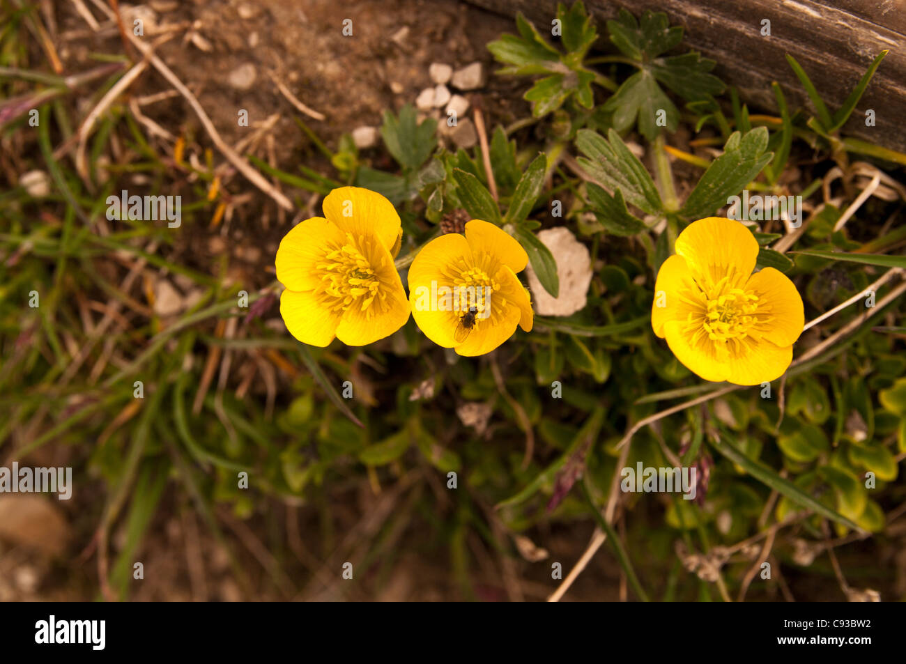 Alpine Avens (Geum montanum Stock Photo - Alamy