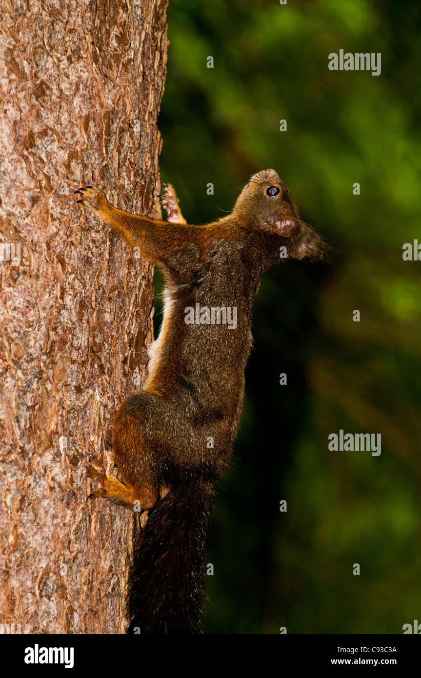 Squirrel climbing tree hi-res stock photography and images - Alamy