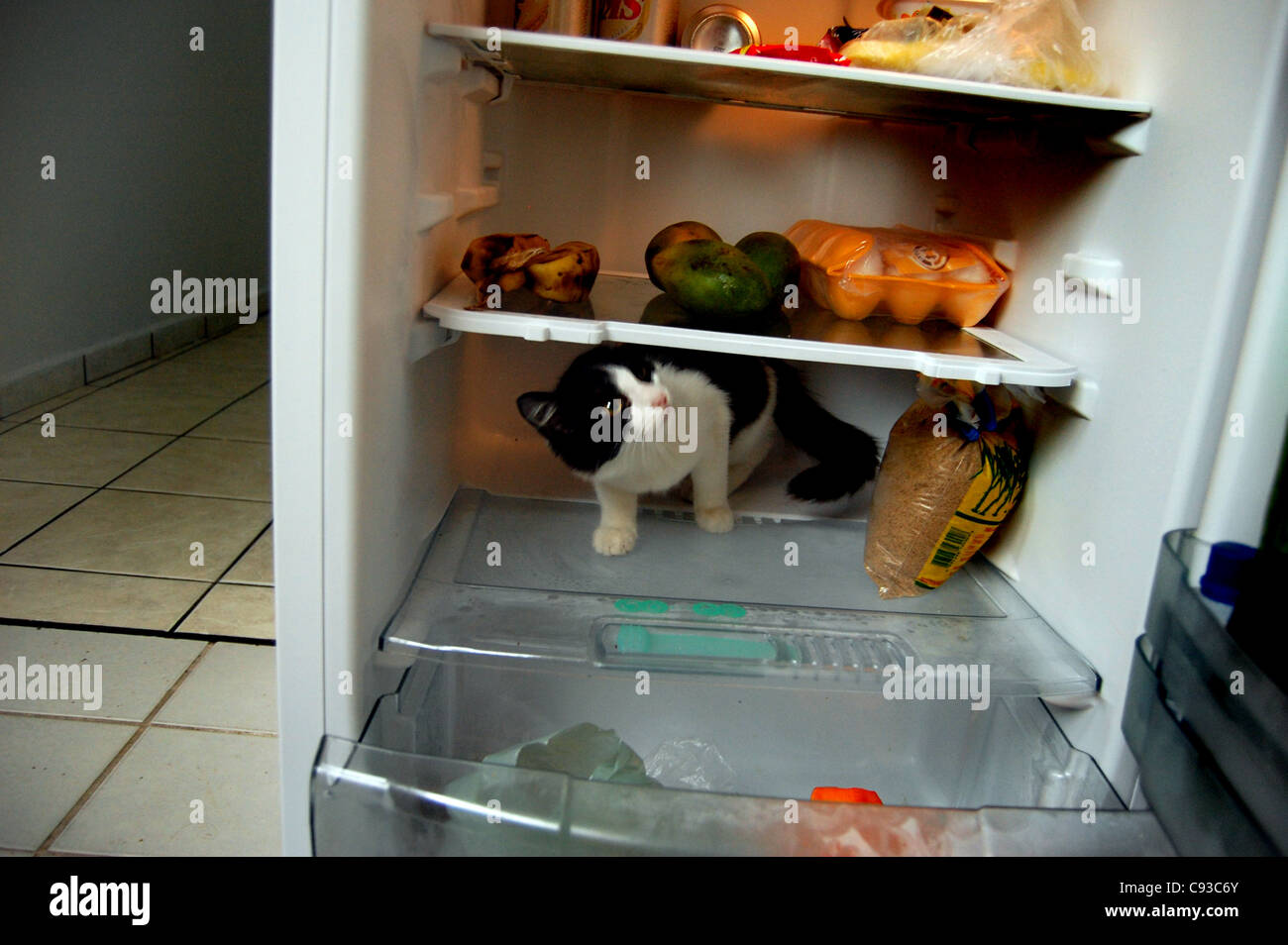 Cat climbing inside icebox / fridge Stock Photo - Alamy