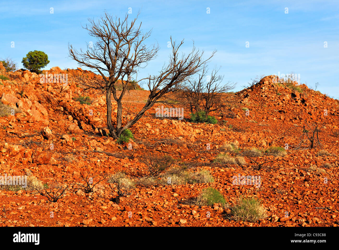 Trees of the australian outback hi-res stock photography and images - Alamy