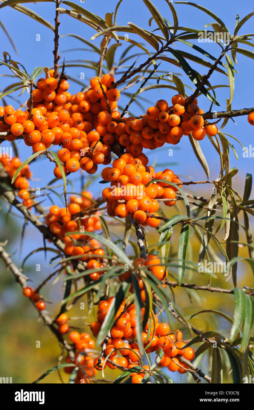 Sea buckthorn (Hippophae rhamnoides Stock Photo - Alamy