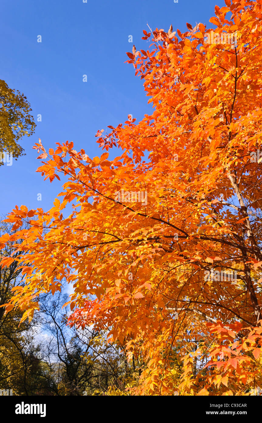 Three flowered maple acer triflorum hi-res stock photography and images ...